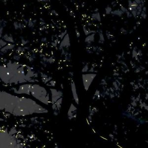 Paradise Tours Puerto Rico – Only for nature lovers!